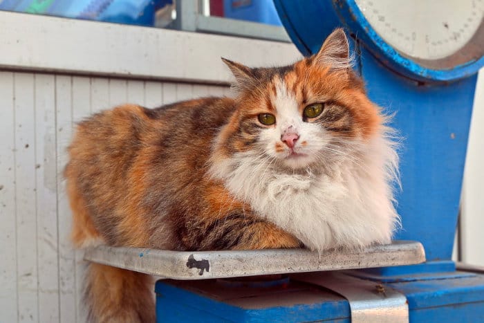How much should a healthy cat weigh? | by Vincent Franklin | Medium