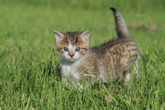The Man, the Cat, and God — A Parable of Faith and Materialism | by ...