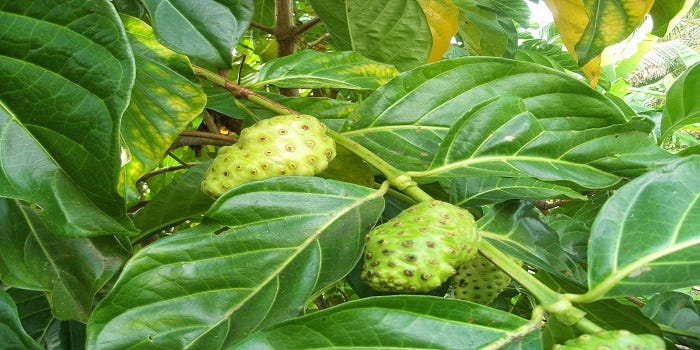 Global Morinda Officinalis Market 2019: Economic Performance ...
