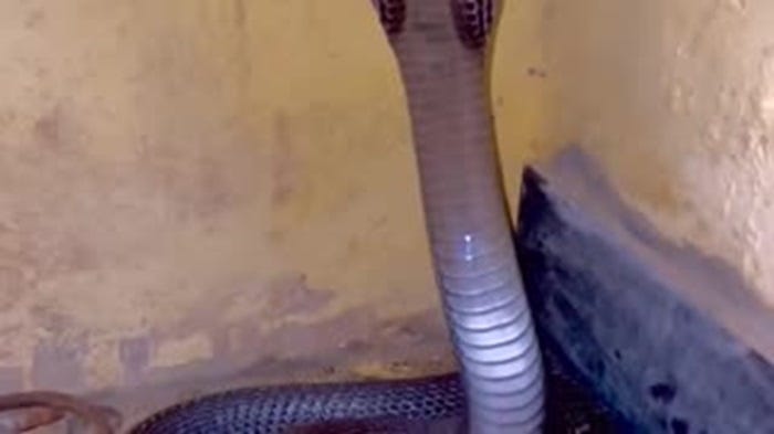Angry king cobra. CLICK HERE FOR THE VIDEO | by Chloe | Medium