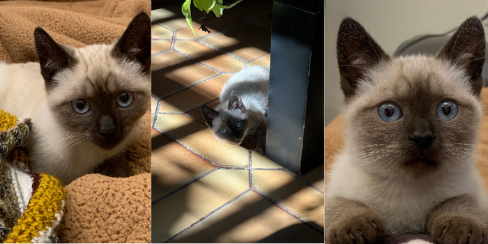 What Living With a Zen Master, a Cat, Has Taught Me | by Carlos Chowell ...