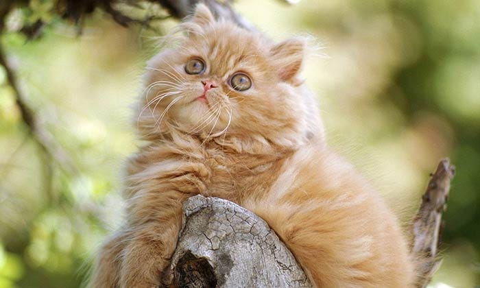 What are characteristics of a cat | Haris Khan | Medium