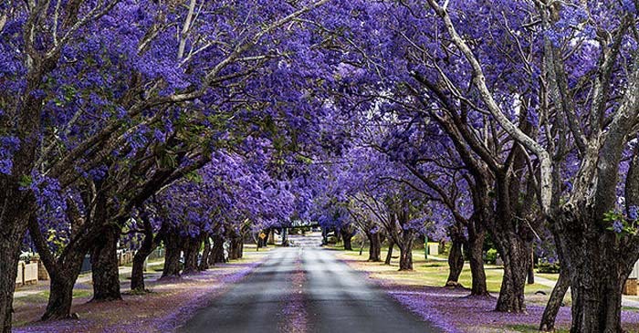 POEM: Hogan & the Jacaranda. By James Penfold | by James Penfold ...