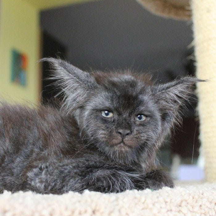 Human-Faced Cat Amazes Those Who See It ! | by Mehmet Hamurcu | Medium