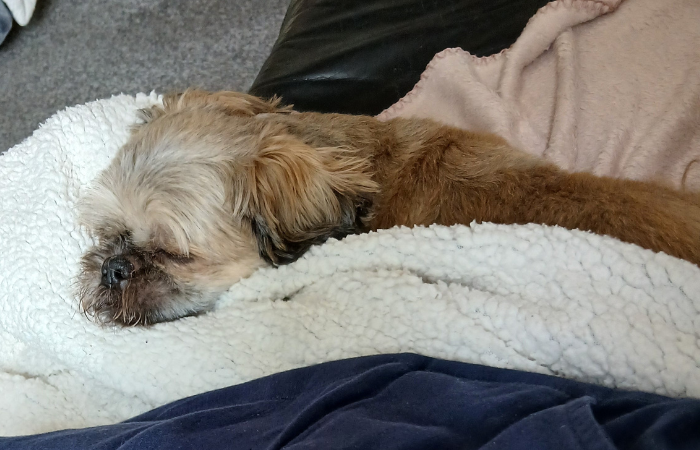 Do We All Need to Be More Dog? - The Shortform - Medium