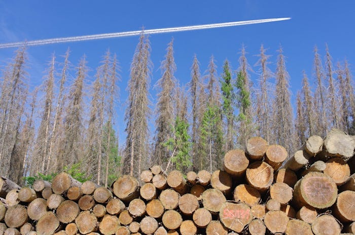 These Trees Can Predict Earthquakes, But We’re Cutting Them Down Anyway ...