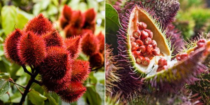 The Colorful Crop: A Deep Dive into Bixa Farming on Pate Island | by ...