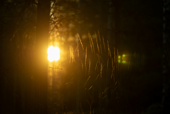 Mastering Camera ISO: A Comprehensive Guide to Understanding Light ...