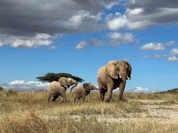 Elephants Call Each Other by Name | by Robert Roy Britt | Aha! Science ...