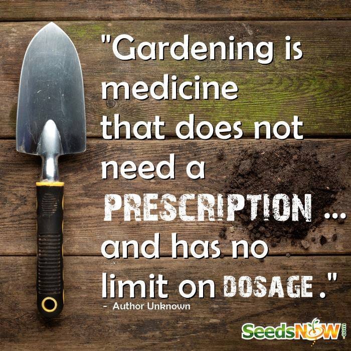Exploring the Versatile Health Benefits of Borag Plants | by Jacob ...