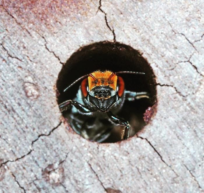 Native Australian bees struggle against the invasive honey bee | by ...