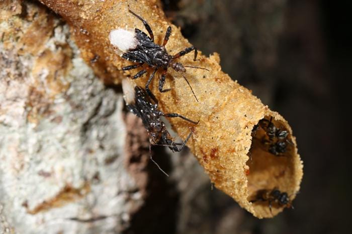 This Tiny Predator Uses Tools to Capture Its Prey | by Cassie Welander ...
