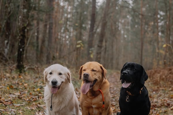 Design Patterns in Go: Mediator, uncoupling objects made easy — Hacking with Go | by Iede Snoek ...