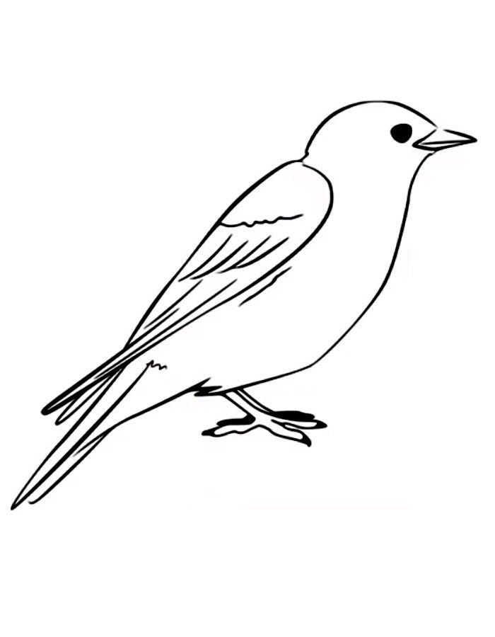 Blue Bird Coloring Pages — Free & Printable! - Coloring Us - Medium