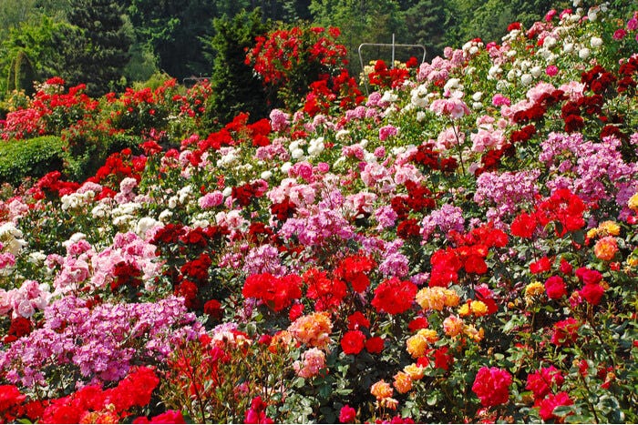 The 7 Best Rose Types In Your Garden | by Quickgarden | Medium
