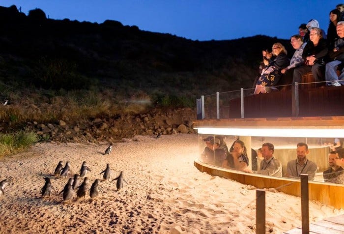 Haiku Review #22. Penguin Parade, Philip Island, VIC | by André ...