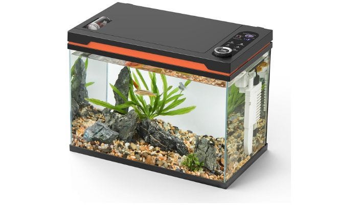 How to Choose a Pet Fish: A Beginner’s Guide | by best aquarium fish ...