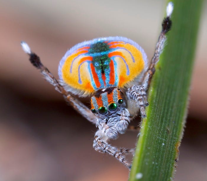 Poem: The Emperor’s New Peacock. The Emperor’s New Peacock | by Hunor ...
