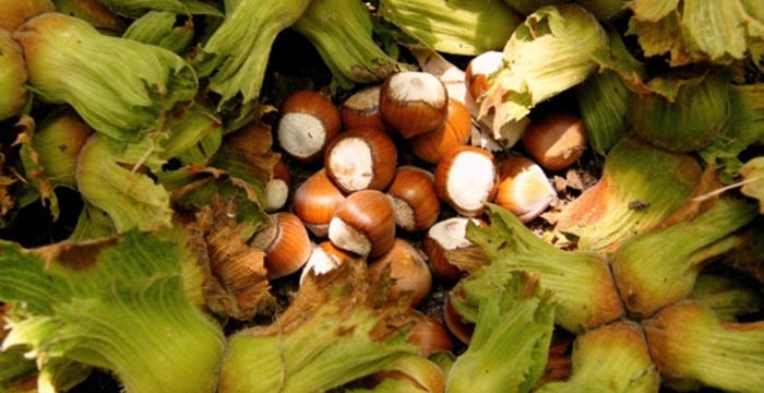 Hazelnut - Hazelnut Store - Medium