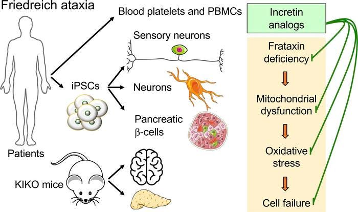 Friedreich’s Ataxia: Unraveling the Mysteries of an Inherited ...
