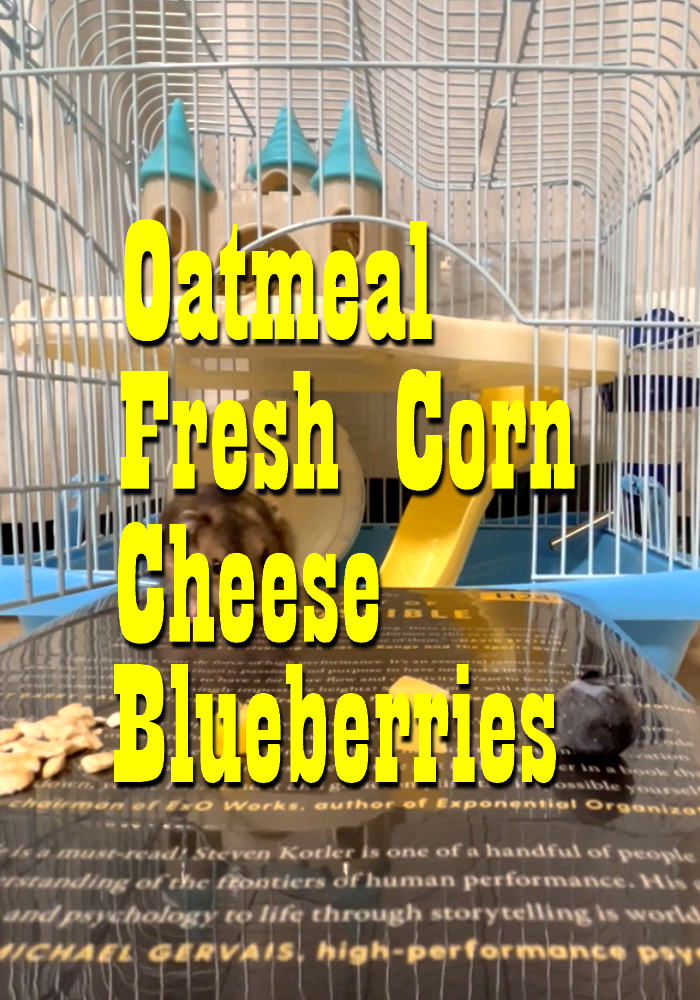 In Which Order Does Our Hamster Eat His 4 Favorite Foods? | by Scott ...