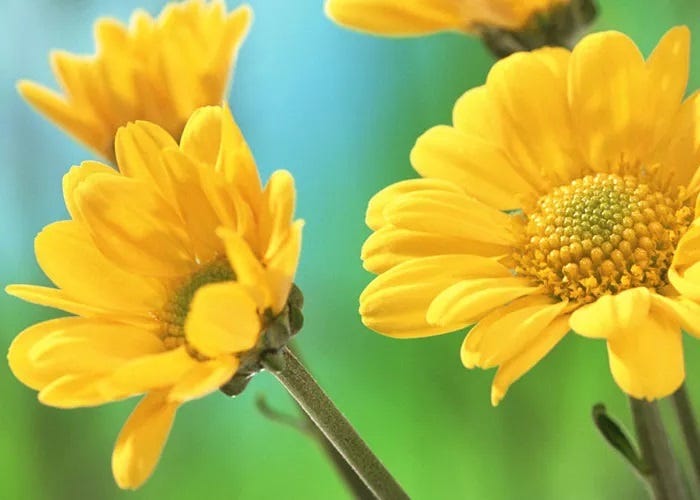 11 Poems About Flowers You May Be Interested In | by Nevermore Poem ...