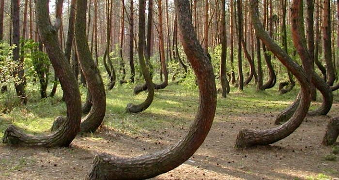 Seeing the Random Forest behind the Trees | by Lee Schlenker | Medium