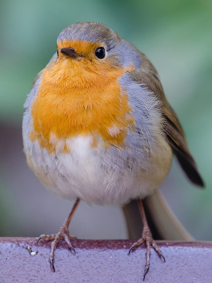 Bird or a birb or a borb or a floof? | Science plus plus