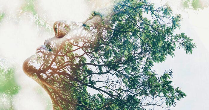 How to Spiritually Connect with Plants: A Comprehensive Guide | by ...