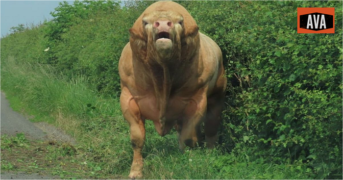 Biggest Bulls That Exist Today. A bull, also known as a sire, is a… | by Worldilicious | Medium