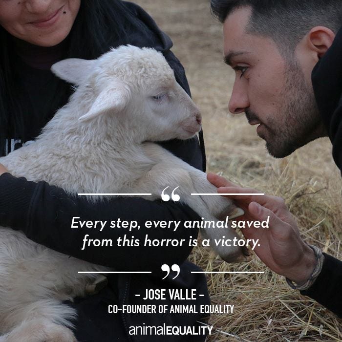 Exposing the Cruelty of Factory Farming | by david willam | Medium