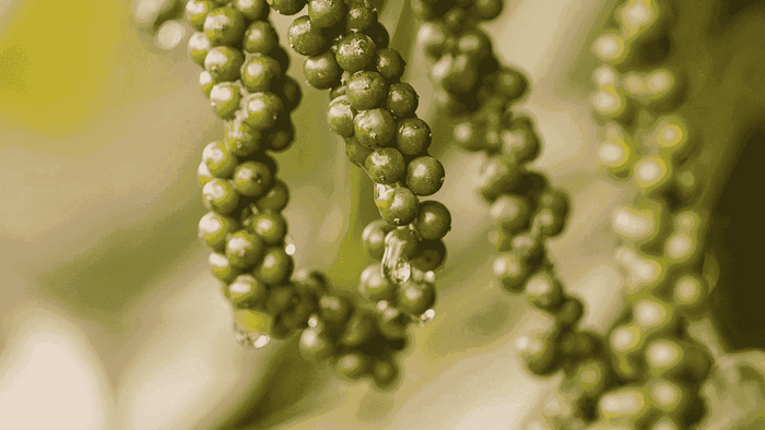 Penja Pepper: White Gold from Africa’s Volcanic Valley | by Smoky Hazel | Medium