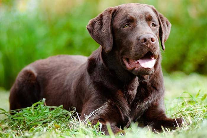 How to teach a dog to lay down effectively | DailyDog