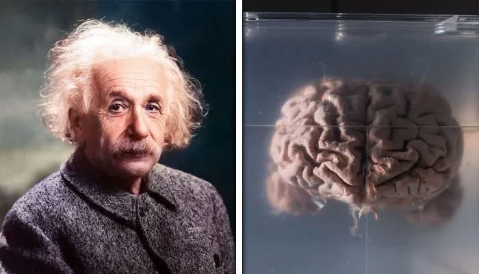 The Stolen Brain Of Einstein The Genius The Obsession And The