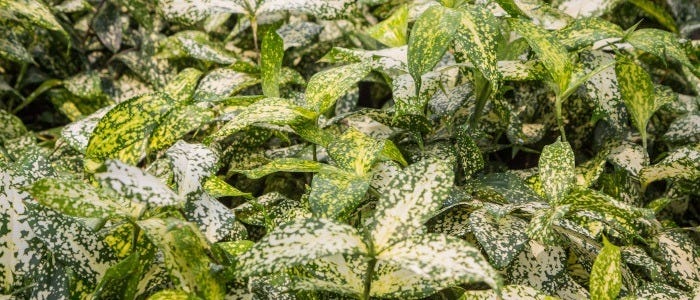 5 Gorgeous Spotted House Plants. The gorgeous spotted house plants ...
