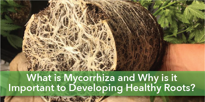 Mycorrhizal Fungi And Roots