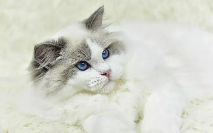 Tips to Crate Train a Cat. Crate training is not just for dogs —… | by ...