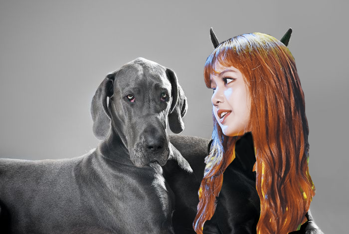 Blackpink as Dogs #1 — Lisa | by Ruairidh Turnbull | Medium
