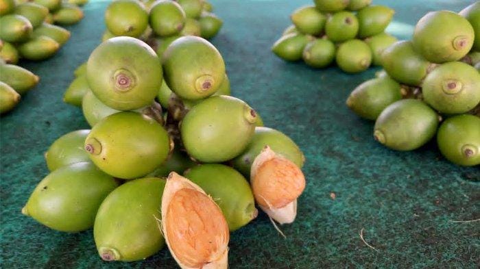 Peluang Bisnis Sirih Pinang, Melihat Potensi Pasar yang Menjanjikan ...