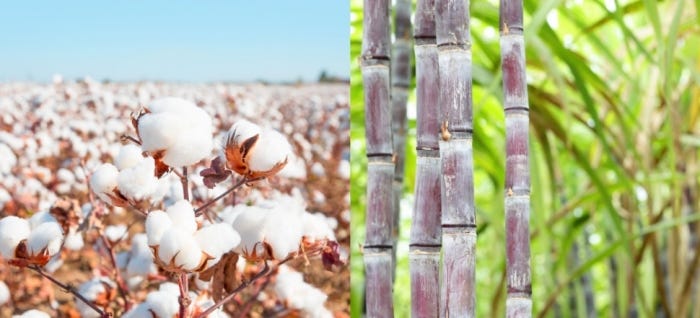 Comparing India’s Thirsty Crops- Sugarcane vs. Cotton | by Nikhil Nehra ...