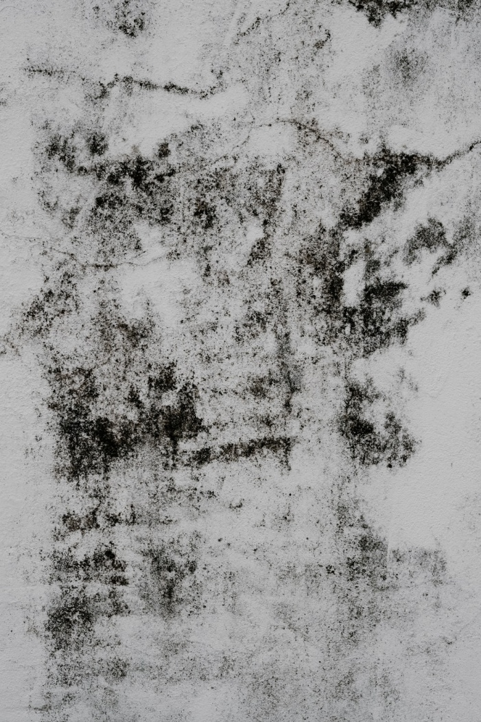 3 Ways To Fight And Prevent Mold Growth In Your Workplace | by ...