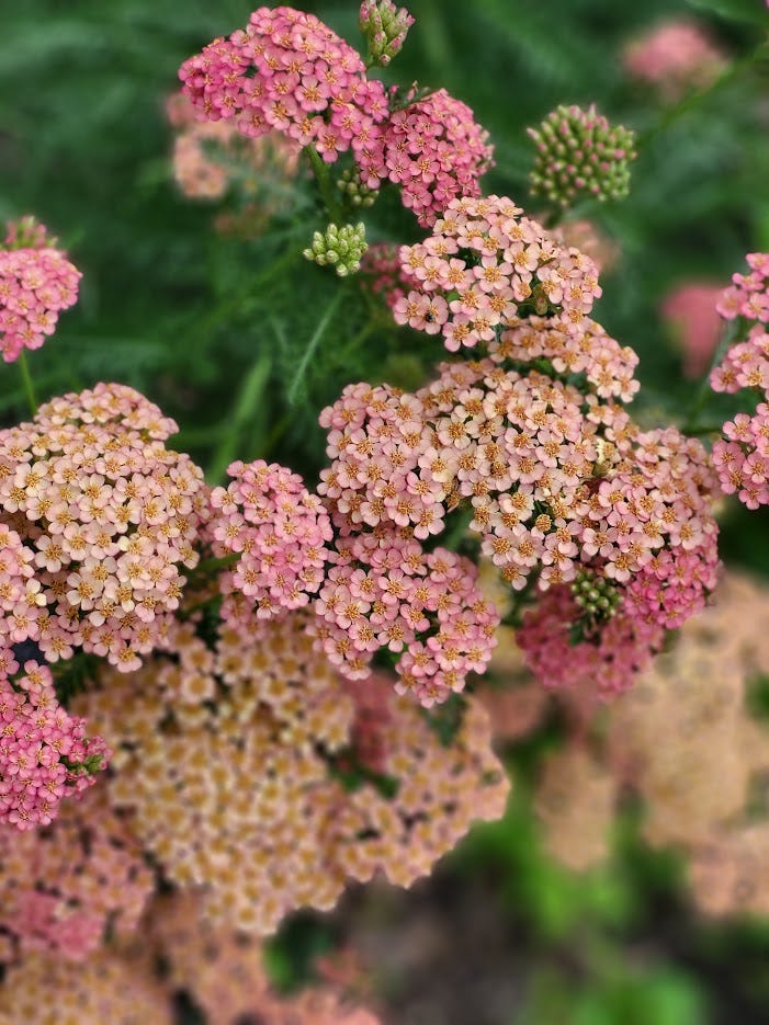 Yarrow: A Time-Tested Herbal Remedy | by Angela W. | Dec, 2024 | Medium