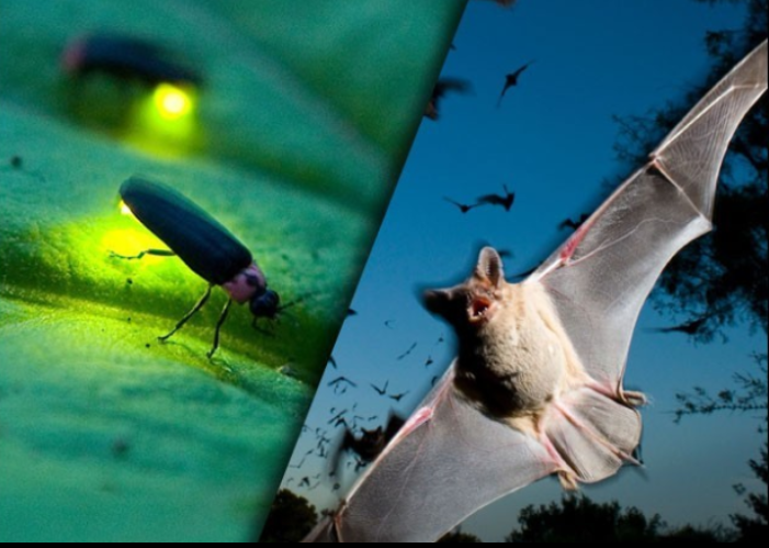 How jaguars' 'ultrasonic shield' protects them from bats? | by Tahreem ...