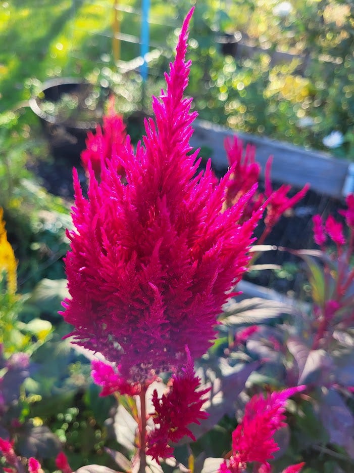 What Are ‘Cut and Come Again’ Flowers? | by Angela W. | Gardening ...