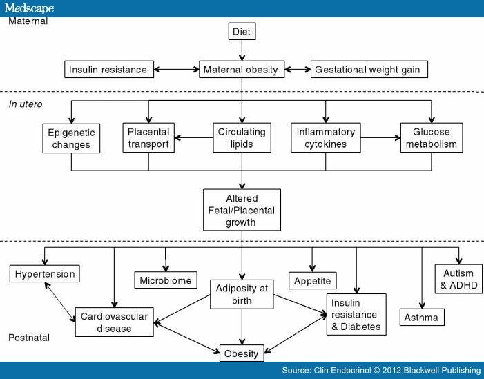 Week 7: Maternal Obesity and Metabolic Programming | by ...