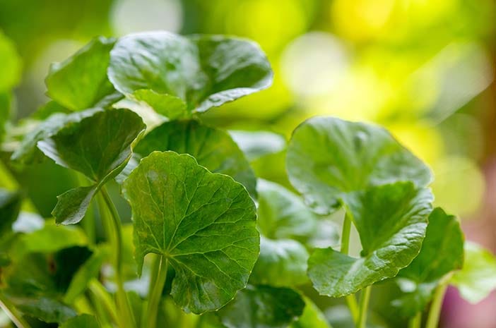 Manfaat Centella Asiatica yang Dijadikan sebagai Skincare | by Ambar ...
