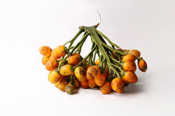 Cara Mengolah Buah Pinang Muda Yang Benar | by Viadukun | Medium