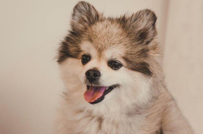 Tri Color Black Tan White Standard Pomeranian: How will you take proper ...