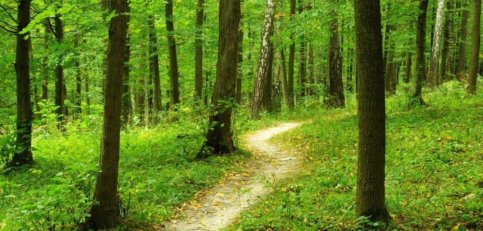 Reconnecting with Nature for Good Health | by Natural Cave | Medium