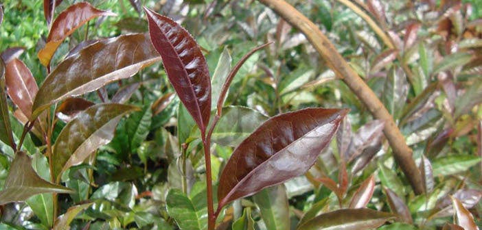 Discover the World of Purple Tea __ a Rare and Premium Tea Variety that ...